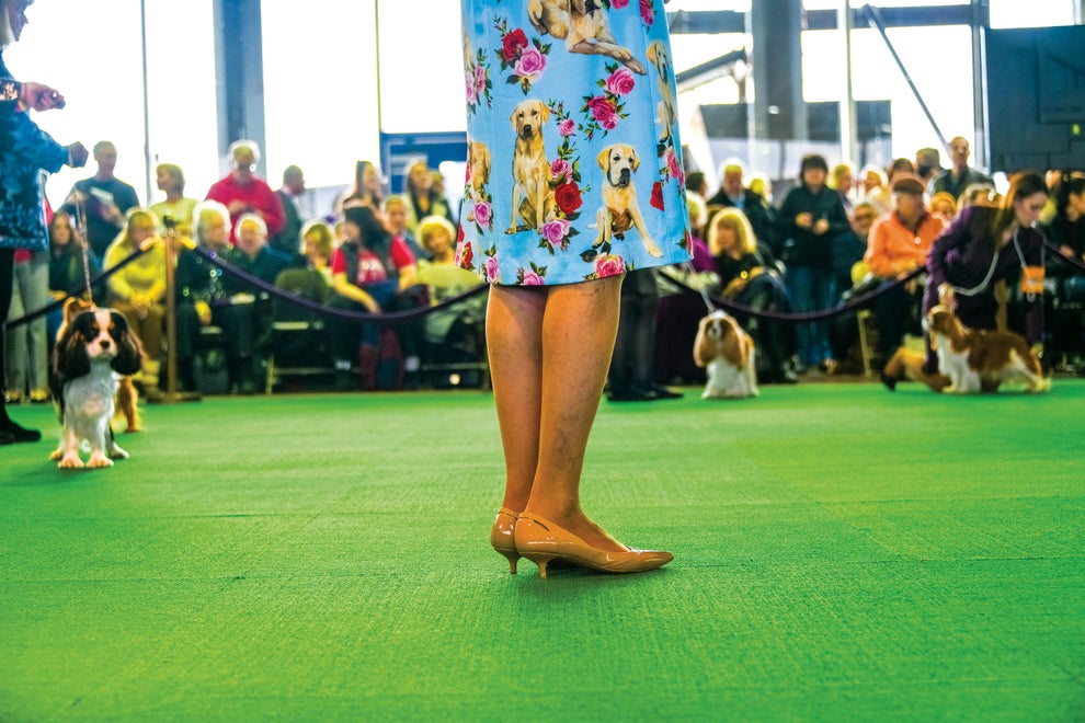 14 Strange And Furry Pictures From The World Of Dog Shows