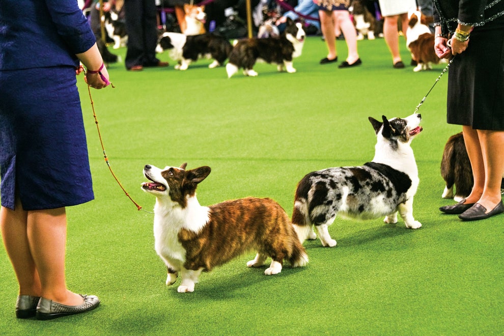 14 Strange And Furry Pictures From The World Of Dog Shows