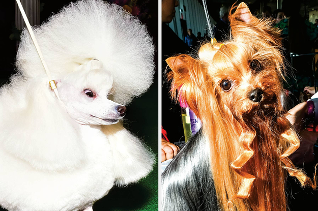 14 Strange And Furry Pictures From The World Of Dog Shows