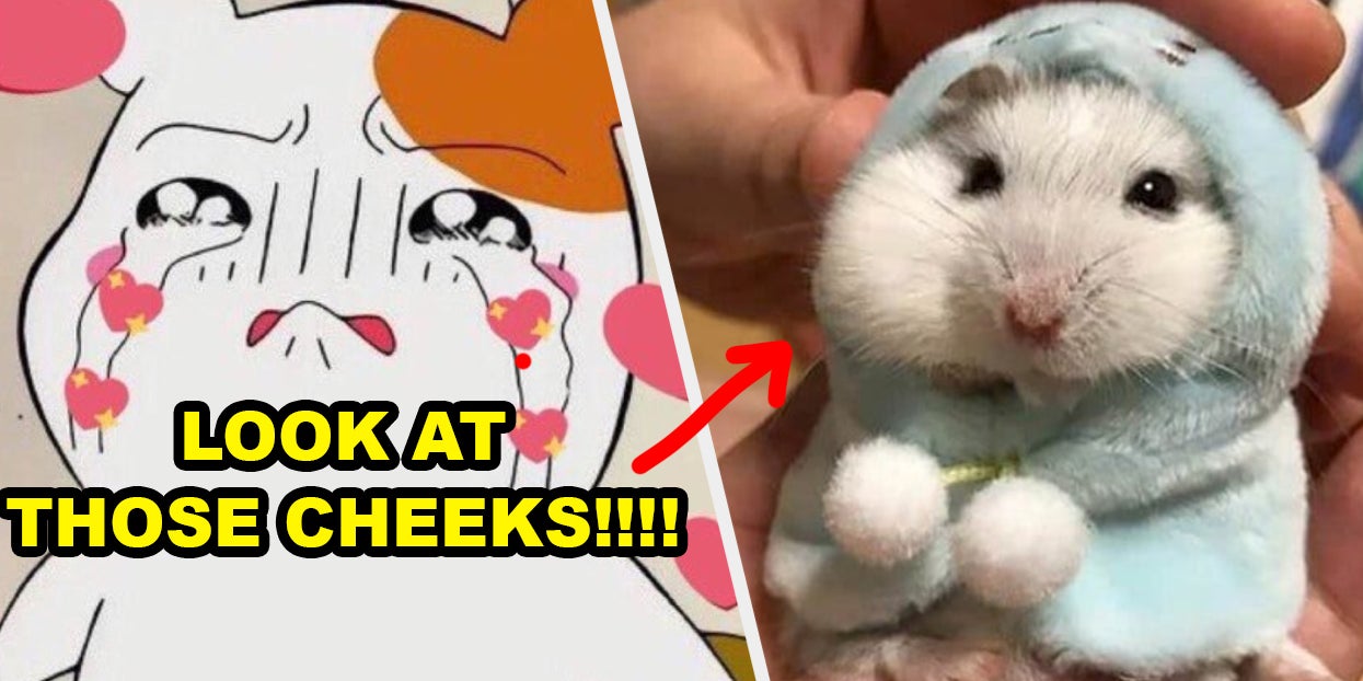 hamster stuffs cheeks