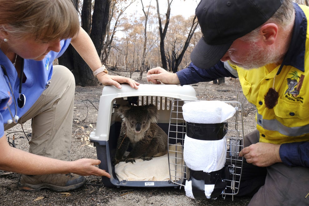 More Than A Billion Animals Died In Australia's Bushfires. These Heroes ...