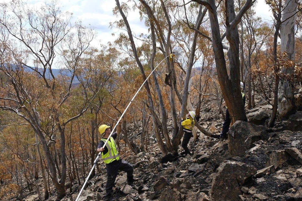 More Than A Billion Animals Died In Australia's Bushfires. These Heroes ...