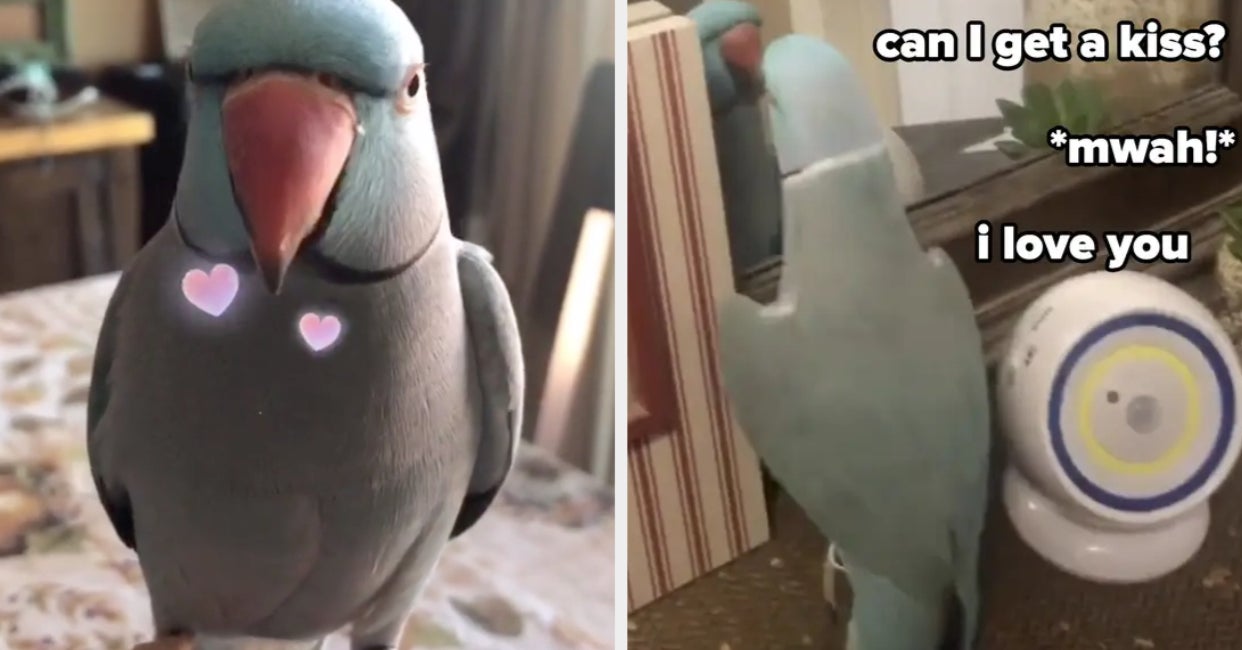 Rio Is A Viral Parrot From TikTok That Could Honestly Be A Disney Sidekick