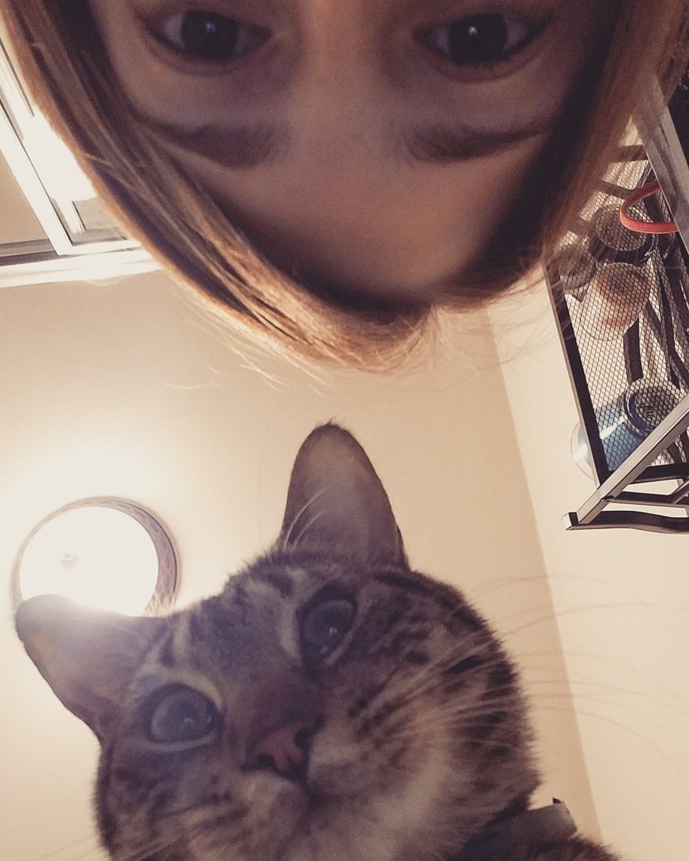 A Photo Of Roscoe The Cat Looking At A Magnifying Mirror Has Taken The ...