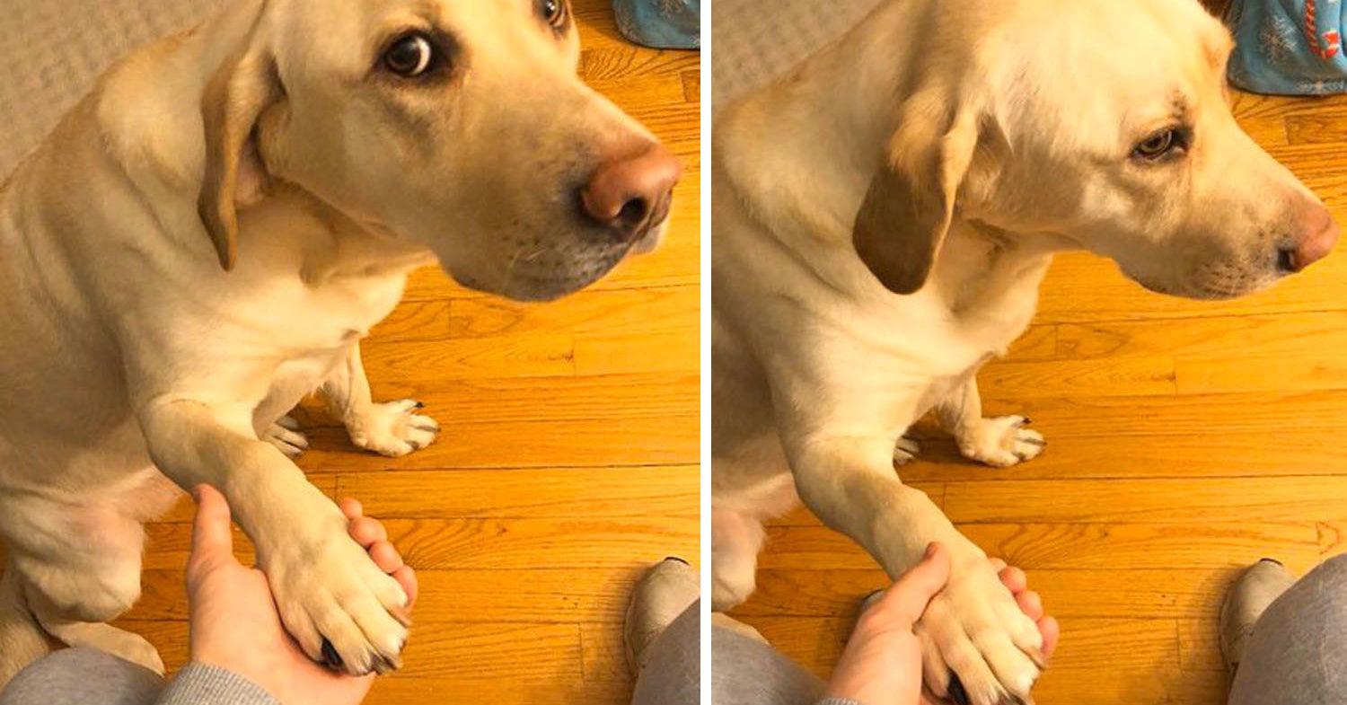 15 Of The Best Dog Posts From This Week — February 23, 2020