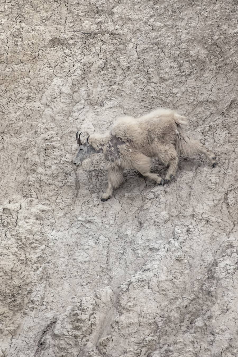 Unborn Animals Buzzfeed