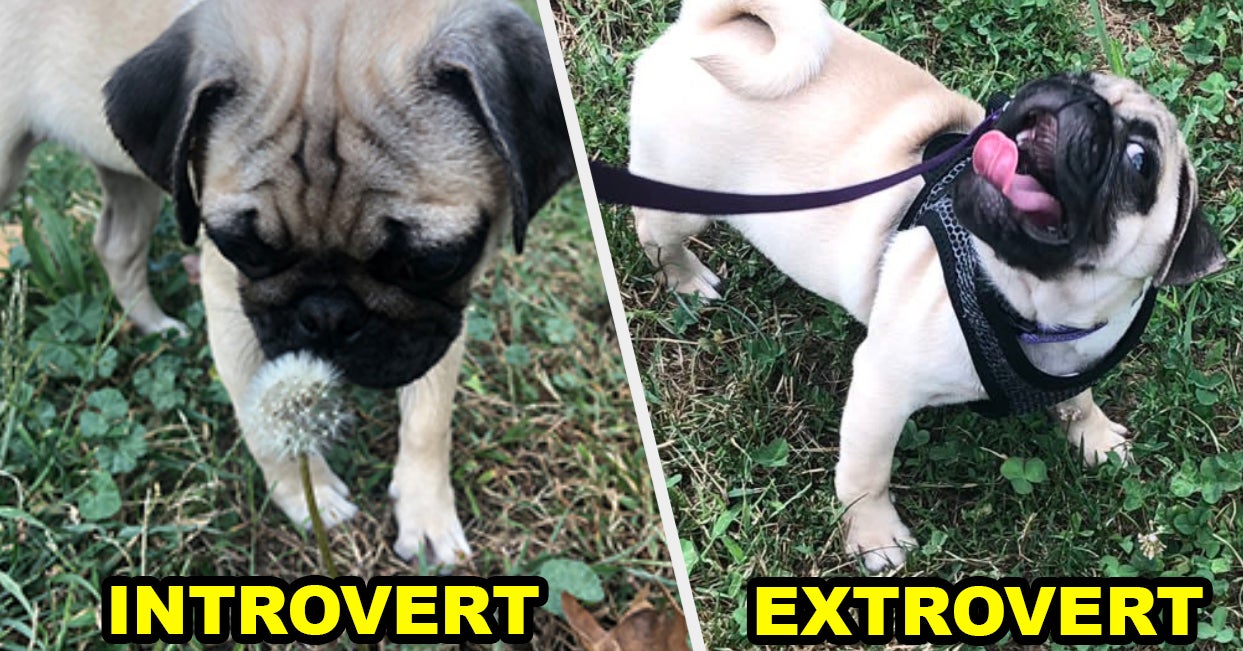 Are Extroverts Like Dogs