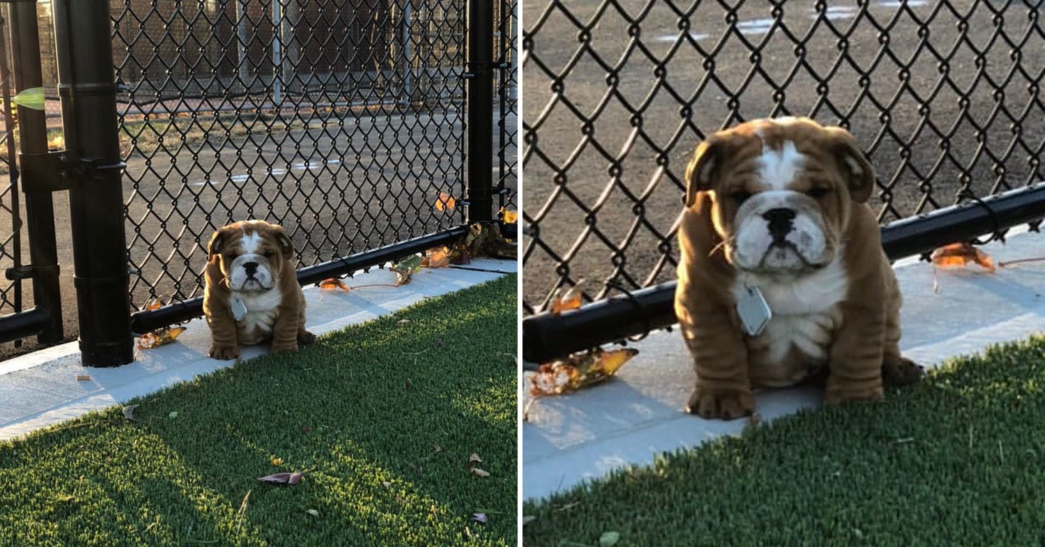 18 Very Important Dog Posts From This Week — March 15, 2020
