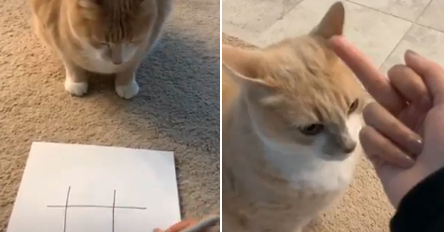 34 Animal Tweets To Scroll Through While Social Distancing