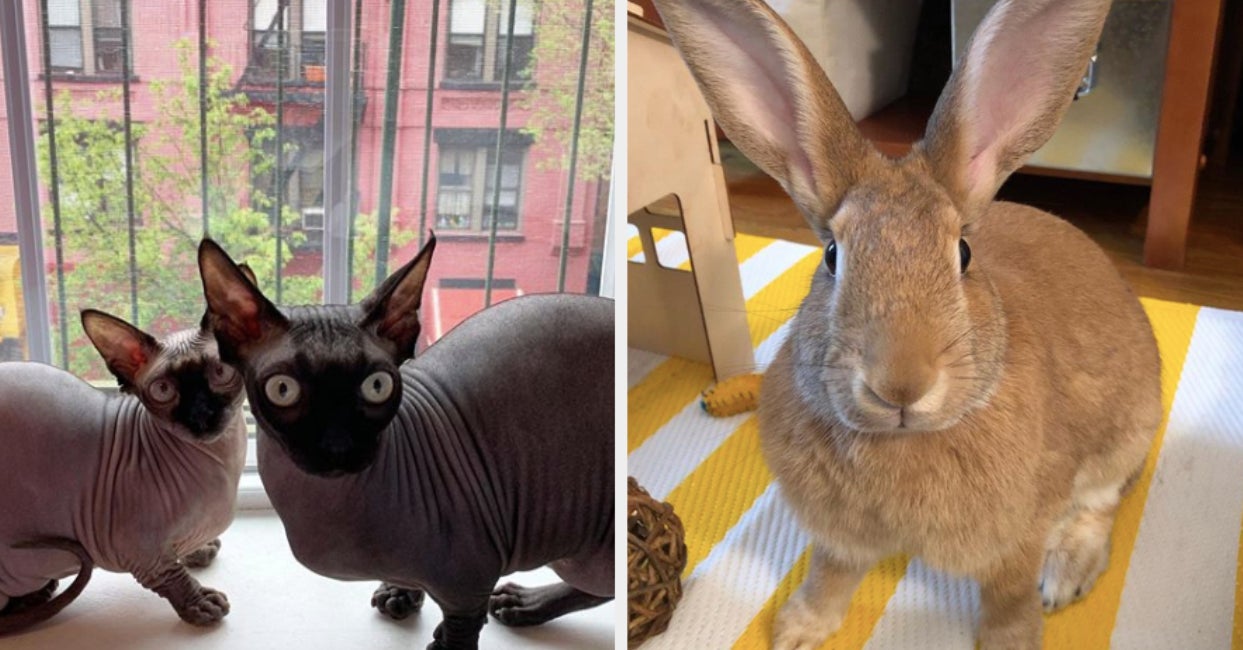 30 Animal Instagram Accounts That Make Me Smile And Will Probably Make ...