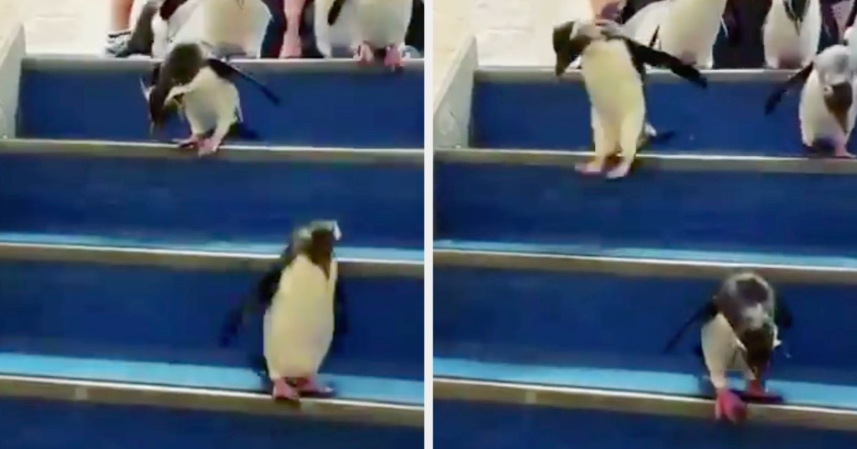 Penguins Hopped Down Some Stairs And It's All You Need To See Today
