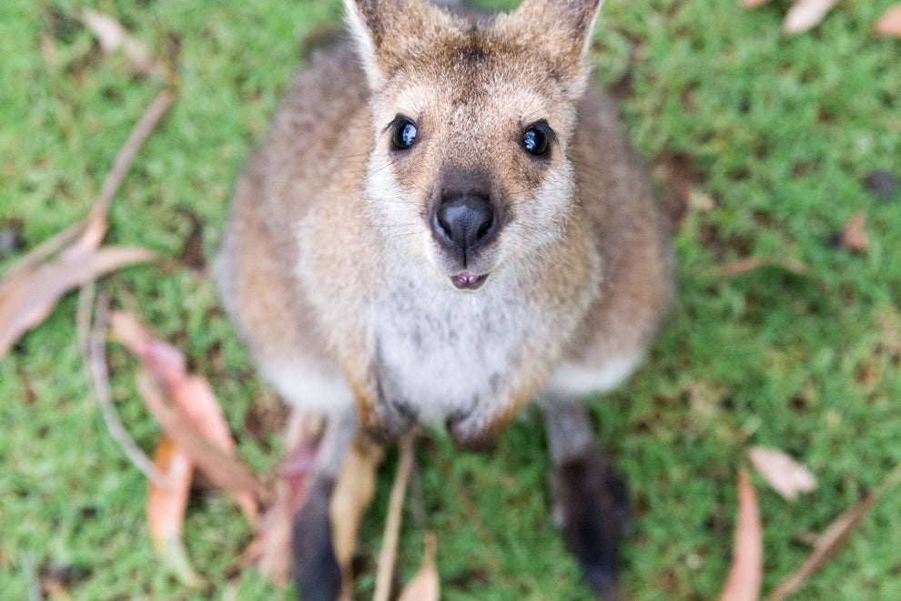 Adorable Aussie Animals That Will Bring A Bit Of Joy To Your Self-Isolation