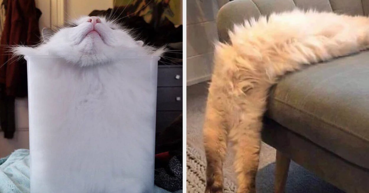 19 Shapes Cats Are Somehow Able To Make
