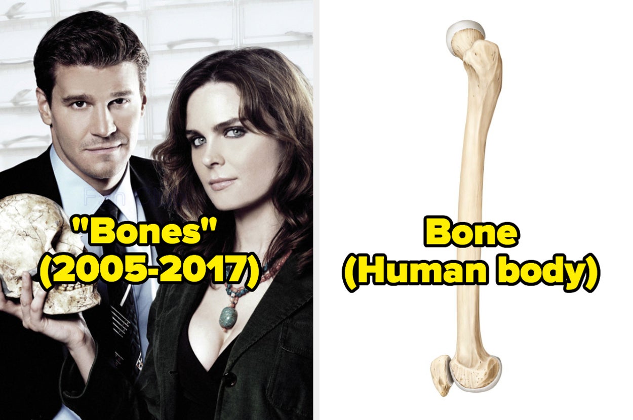 Everyone Is A Combination Of A "Bones" Character And A Human Bone ...
