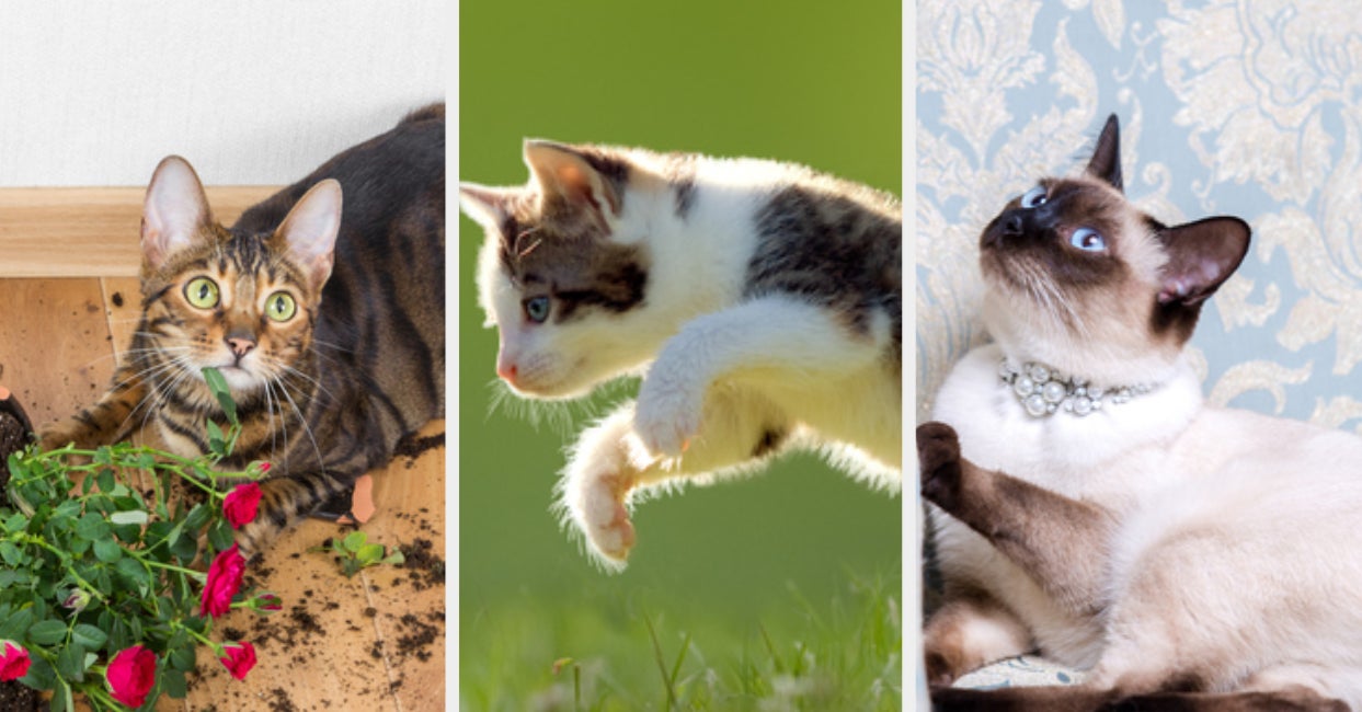 Everyone's Personality Matches A Cat Personality — What's Yours?