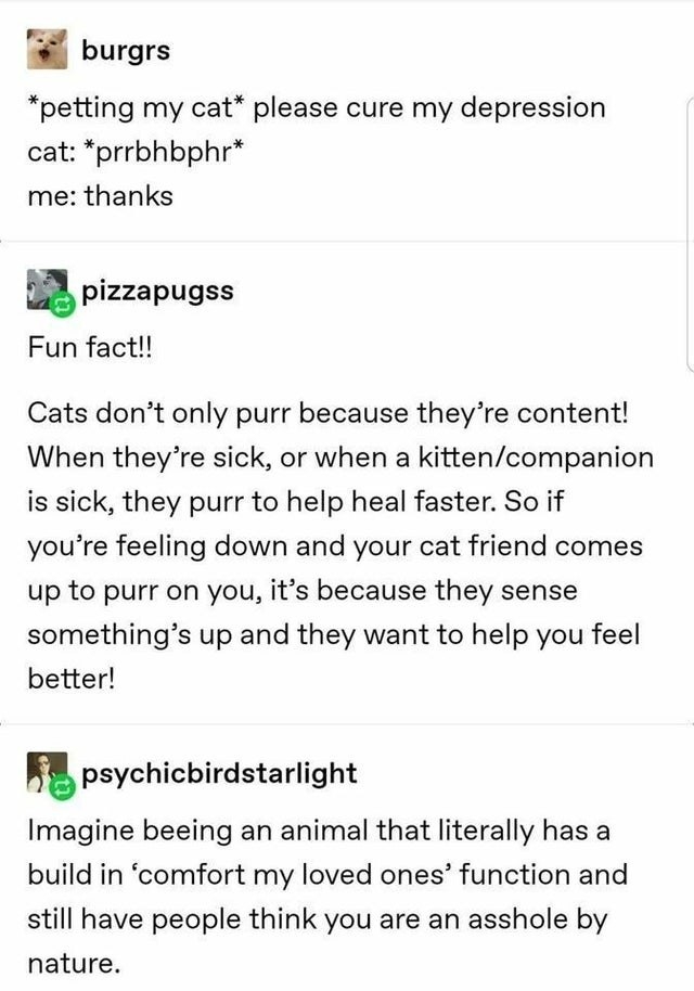 Cat Tumblr Posts That'll Make Any Cat Owner Go, "Yup"