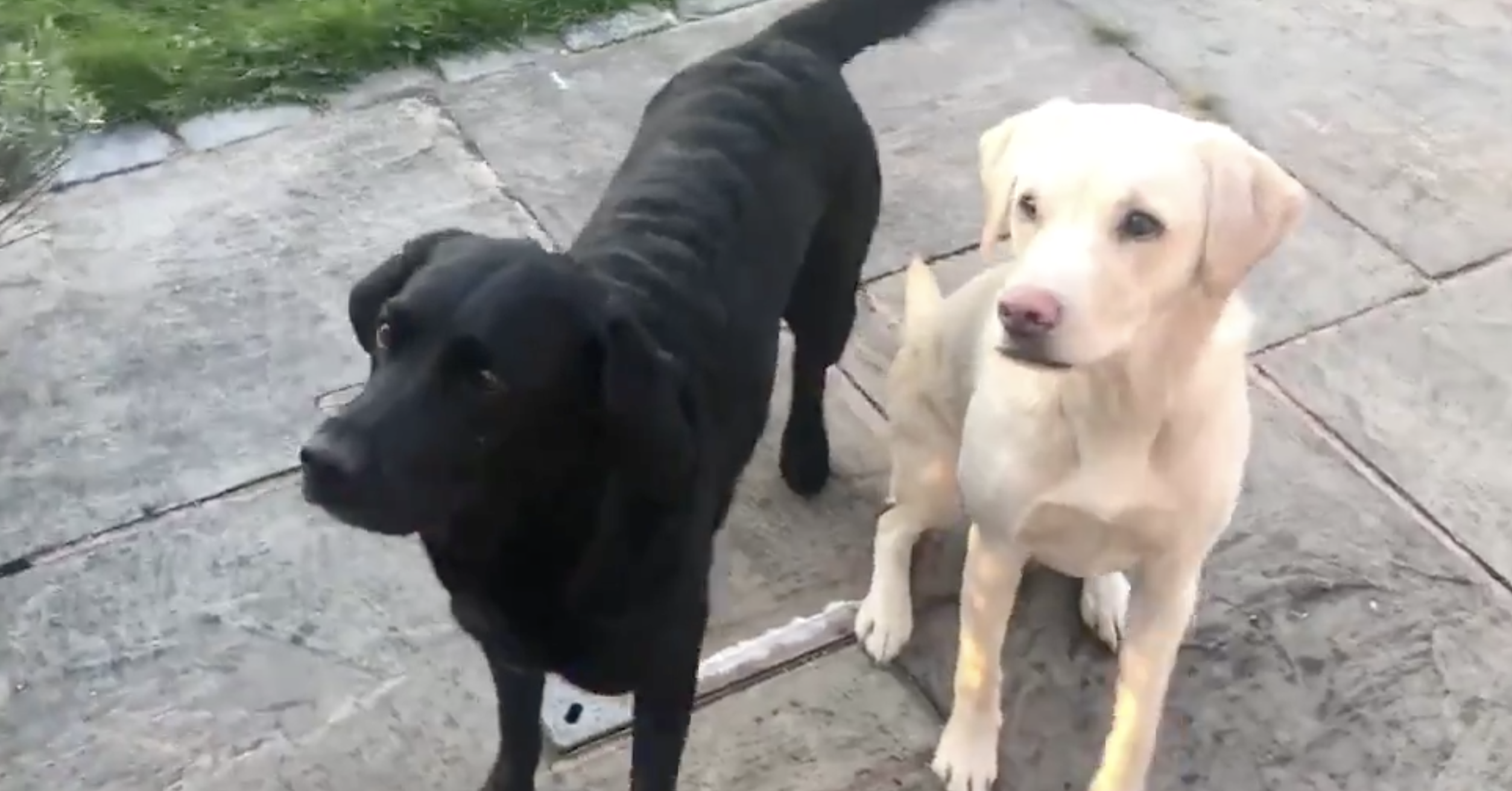 BBC Sport Broadcaster Andrew Cotter Filmed His Dogs Racing To Eat Their ...