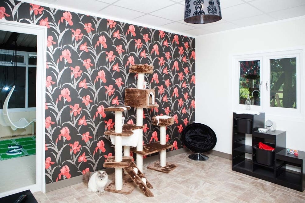 Luxury Cat Hotel Offers Free Cat-Sitting For Owners With COVID-19