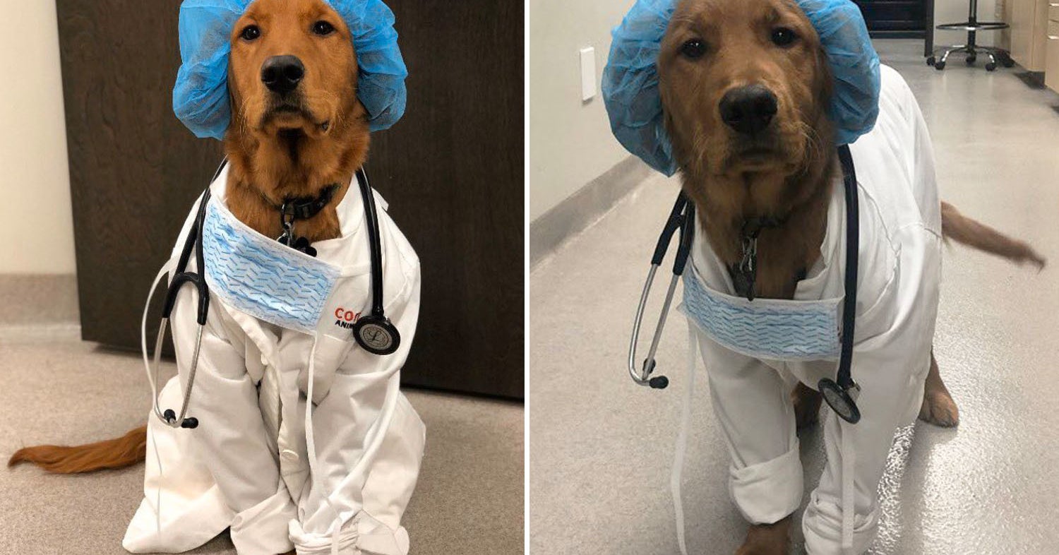 18 Of The Best Dog Posts From This Month — March 2020