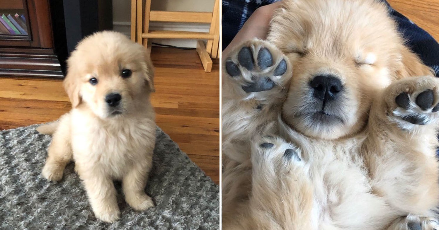 14 Of The Best Dog Posts From This Week — March 8, 2020