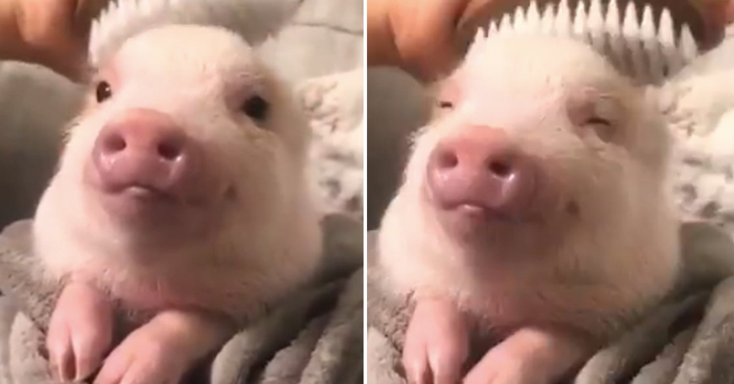 27 Very Important Animal Tweets To Scroll Through From The Comfort Of ...