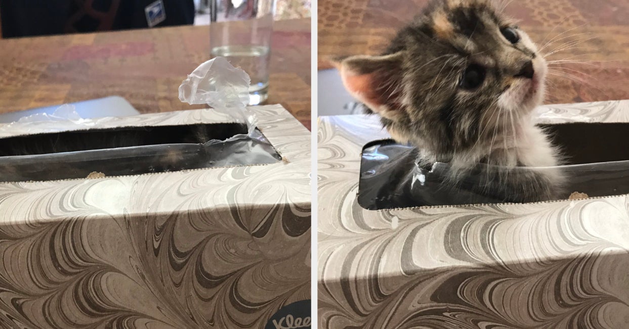 21 Cats Who Are Too Good For This World