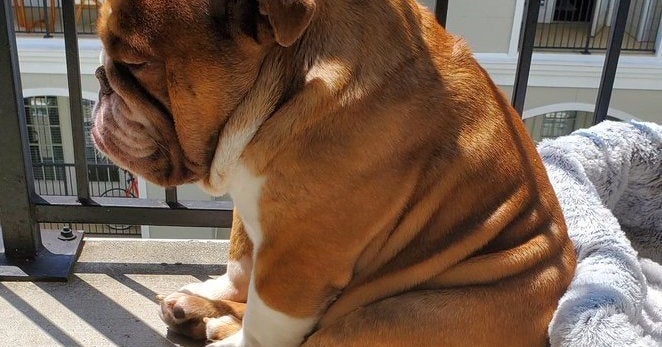 "Big Poppa" Owner Explains Viral Photo Of Sad Bull Dog In Quarantine