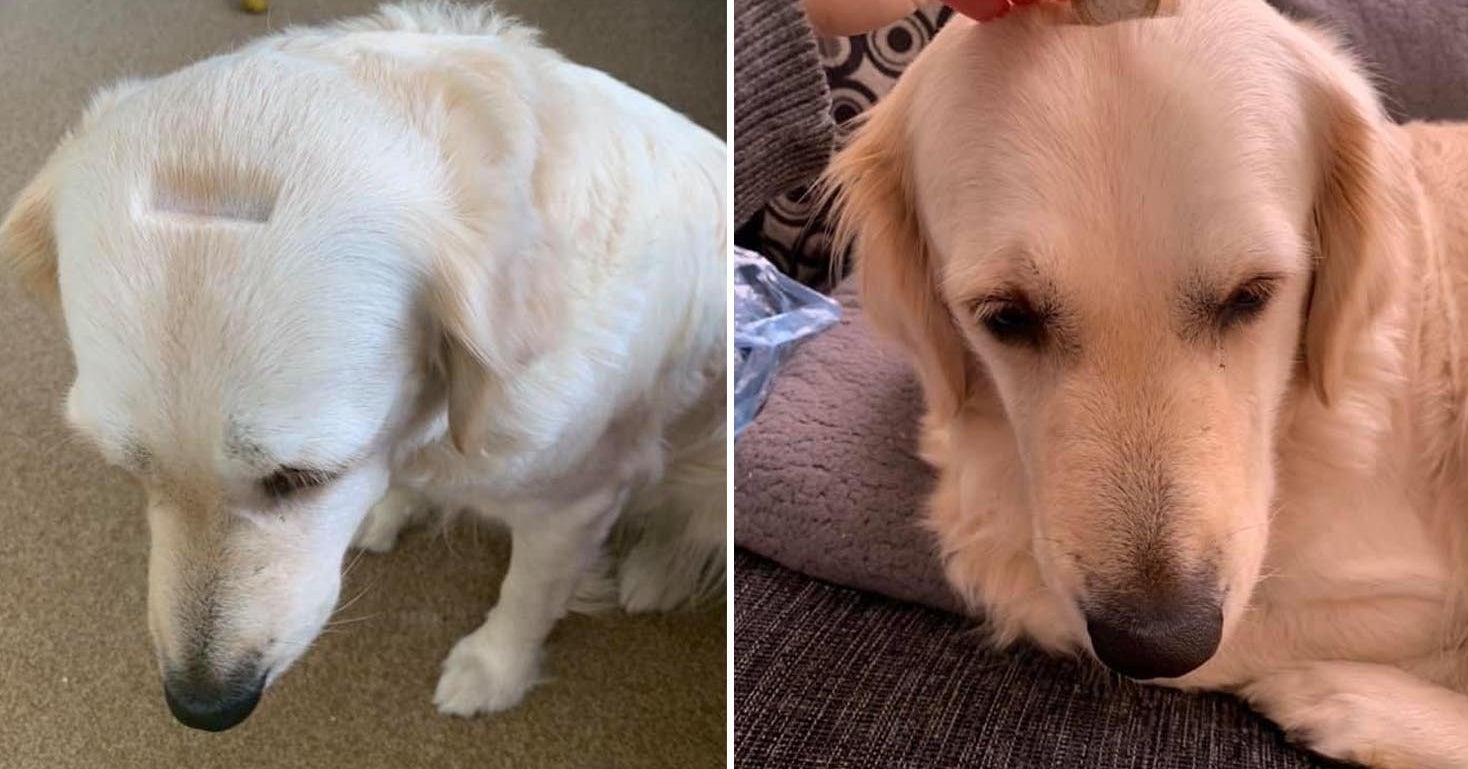 15 Of The Best Dog Posts From This Week — April 26, 2020