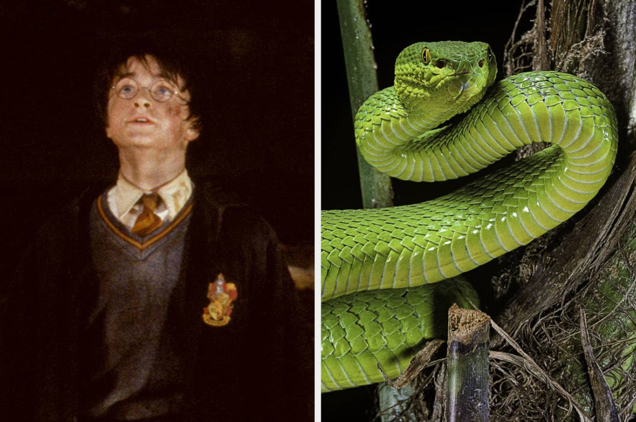 Scientists Named A New Snake Species After Salazar Slytherin From The ...