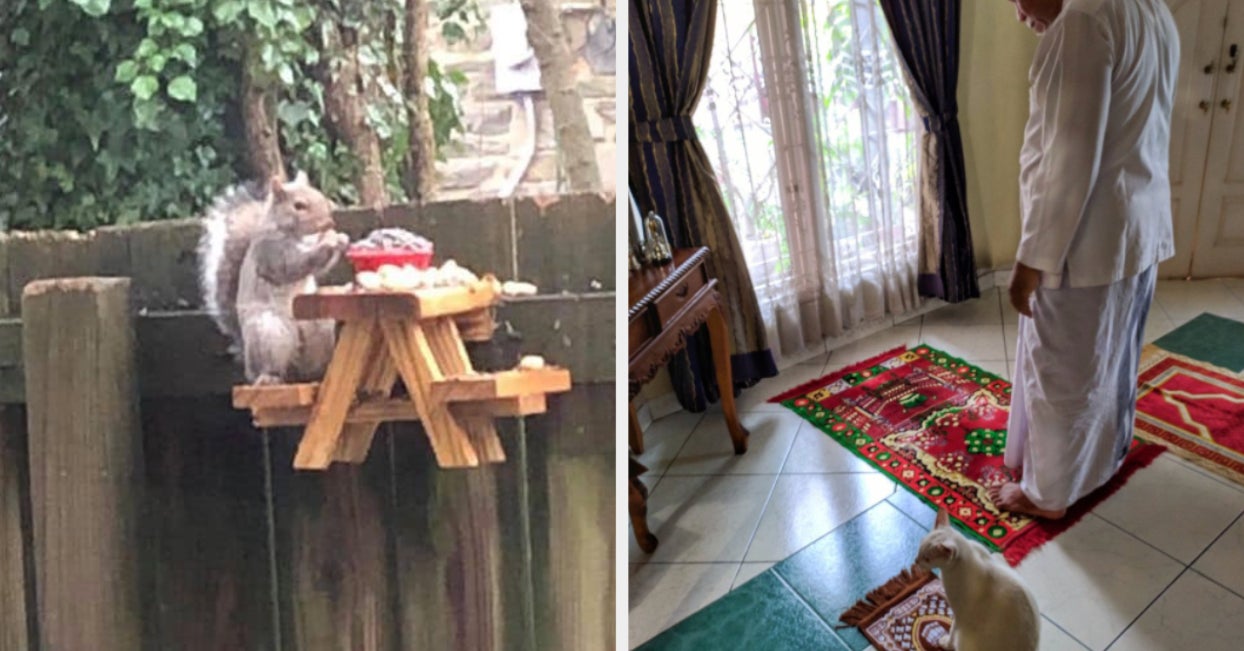 19 Amazing Things That Went Viral During This Quarantine