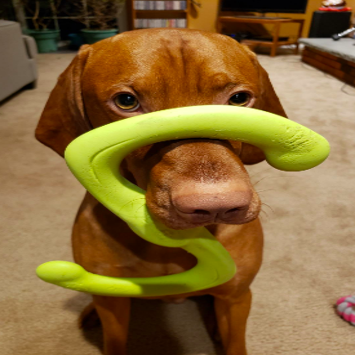 33 Best Dog Toys That'll Make Your Dog Say "Woof Woof"
