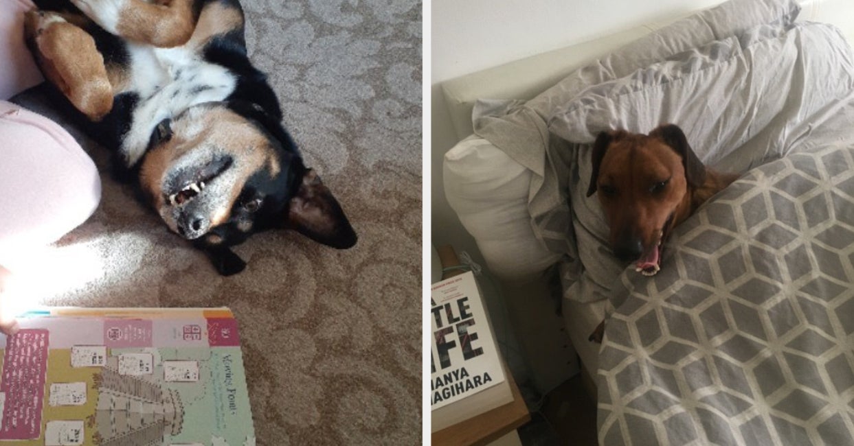 Funny Dogs During Quarantine