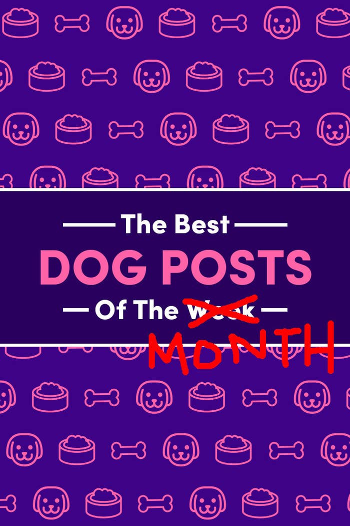 23 Of The Best Dog Posts From This Month — April 2020