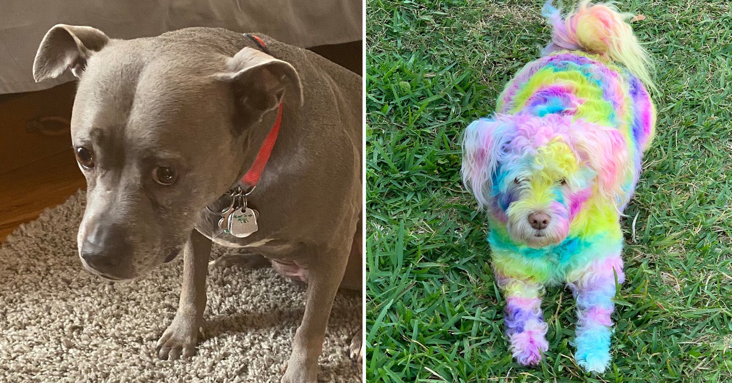 23 Of The Best Dog Posts From This Month — April 2020