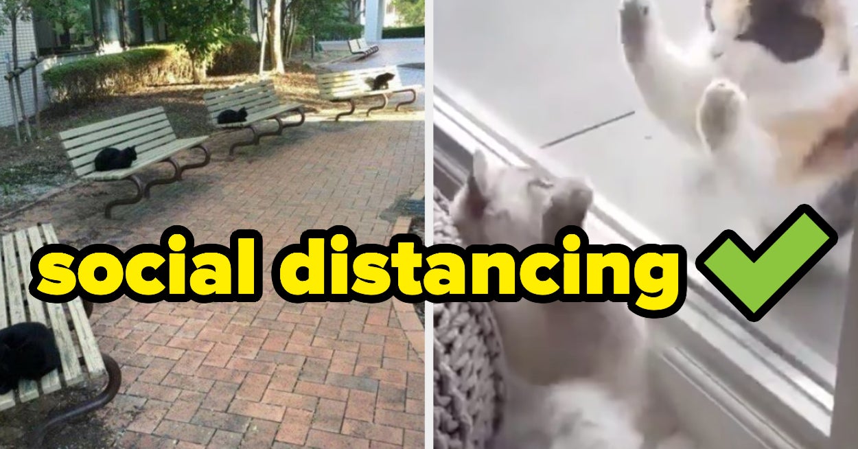 18 Cats Who Are 100% Pros At Social Distancing