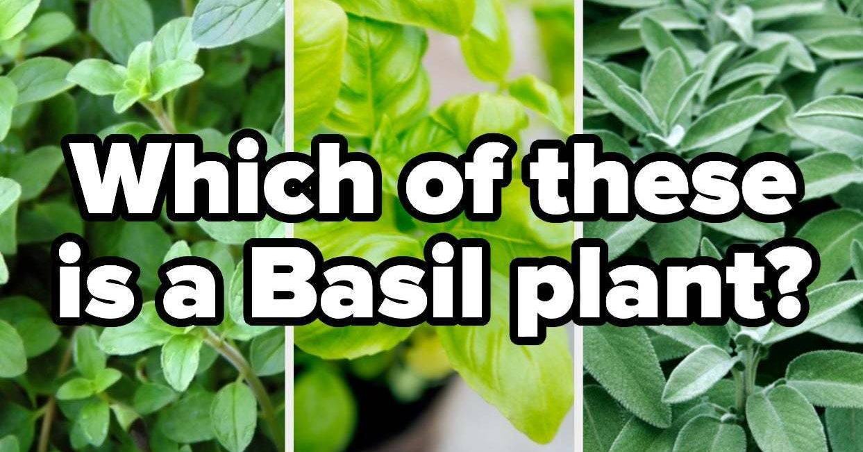 If You Can Get 8/12 On This Gardening Quiz, You Definitely Have A Green ...