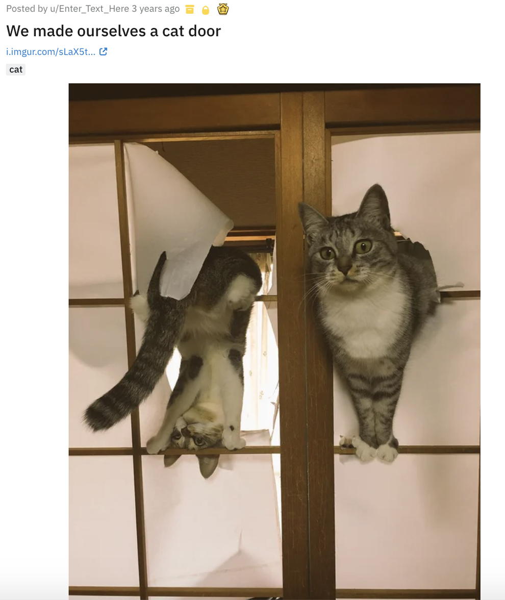 19 Cats Who Are Cute But Dumb