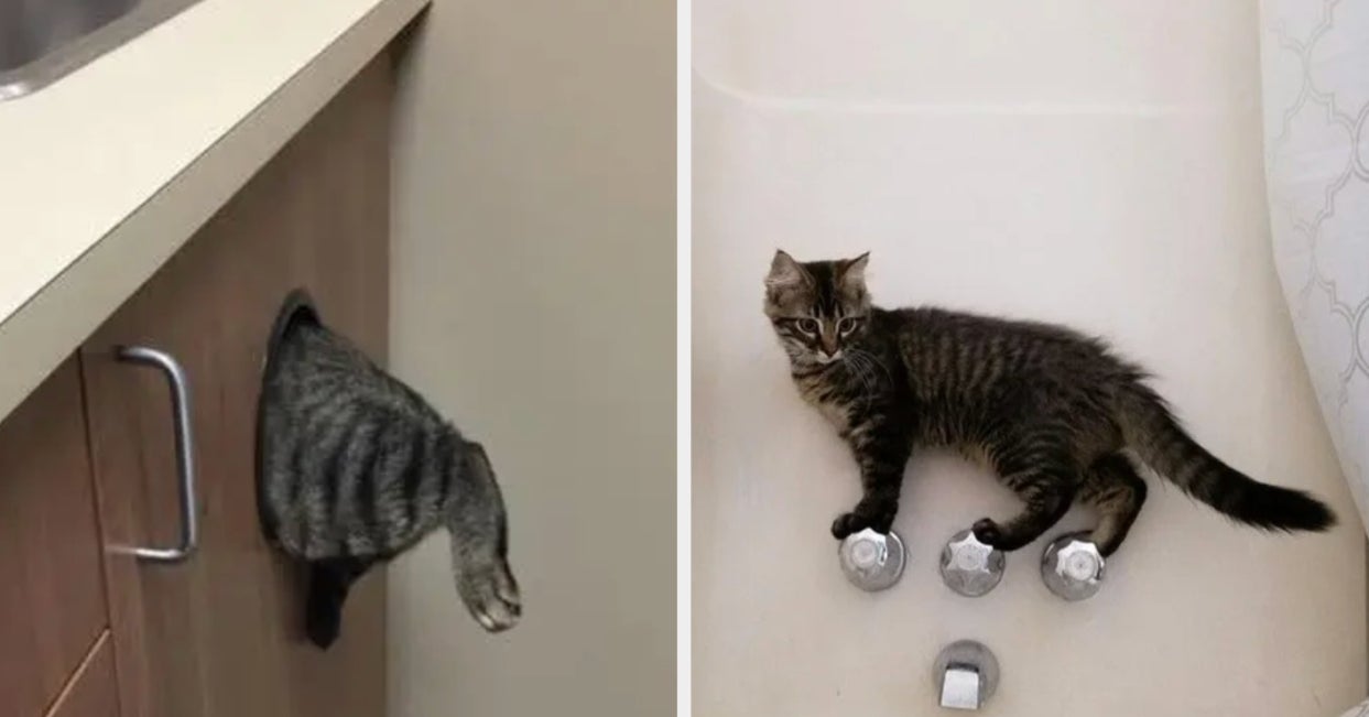 19 Cats Who Are Cute But Dumb