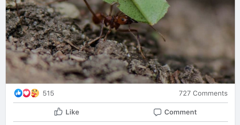 1.7 Million People Are Currently Role-Playing As Ants On Facebook