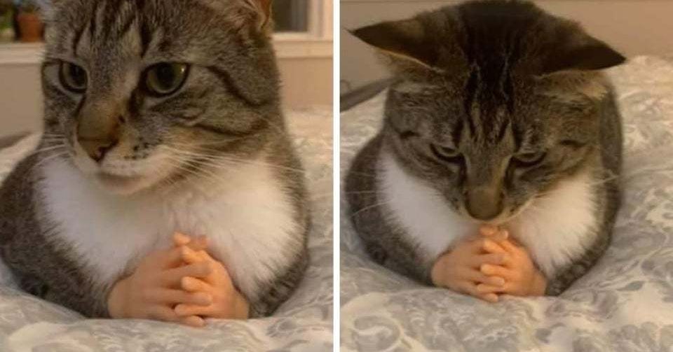 15 Of The Best Cat Posts From This Week — May 11, 2020