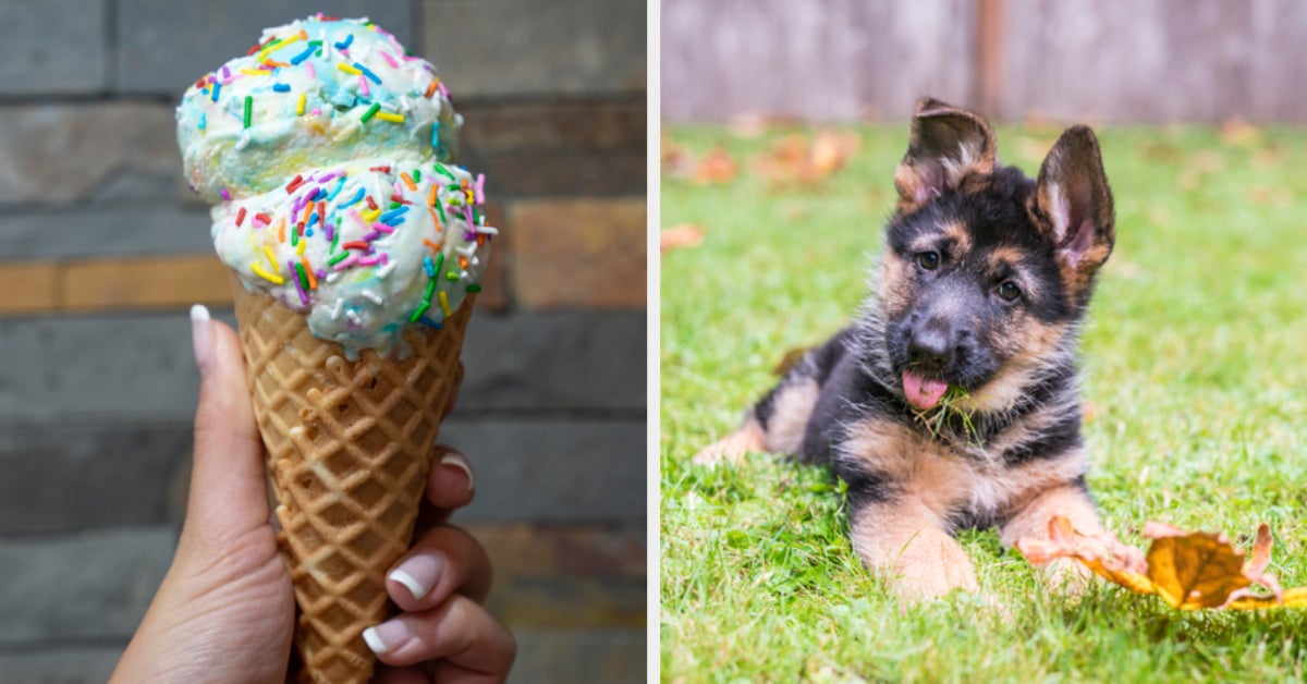 Create Your Dream Ice Cream, And We'll Tell You Which Animal You Are