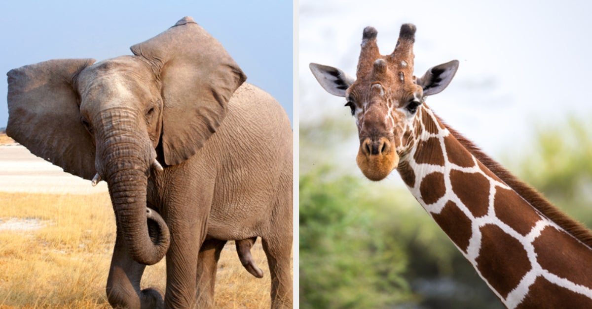 Only People Obsessed With Animals Can Pass This Quiz