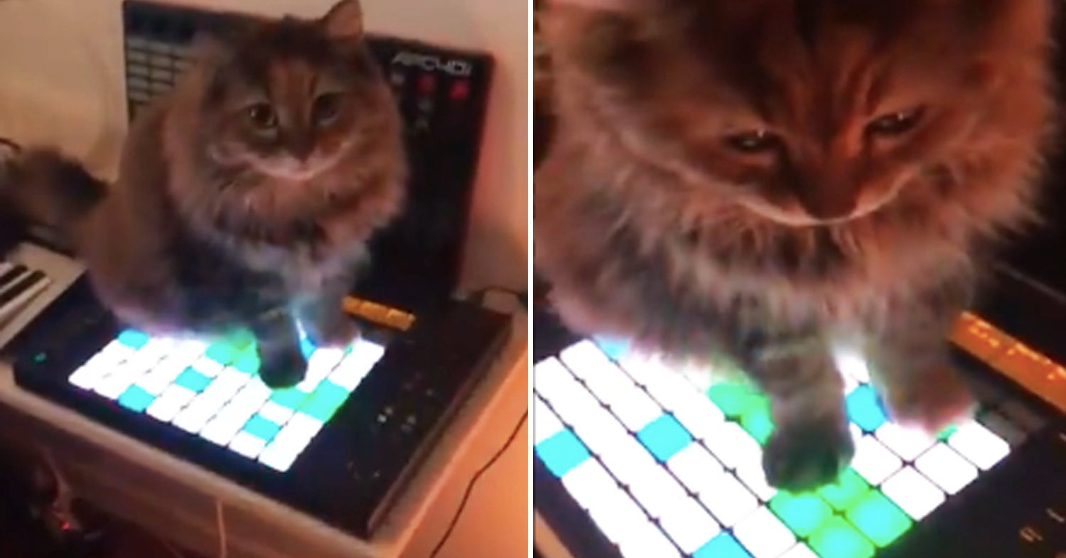 14 Of The Best Cat Posts From This Week — May 18, 2020
