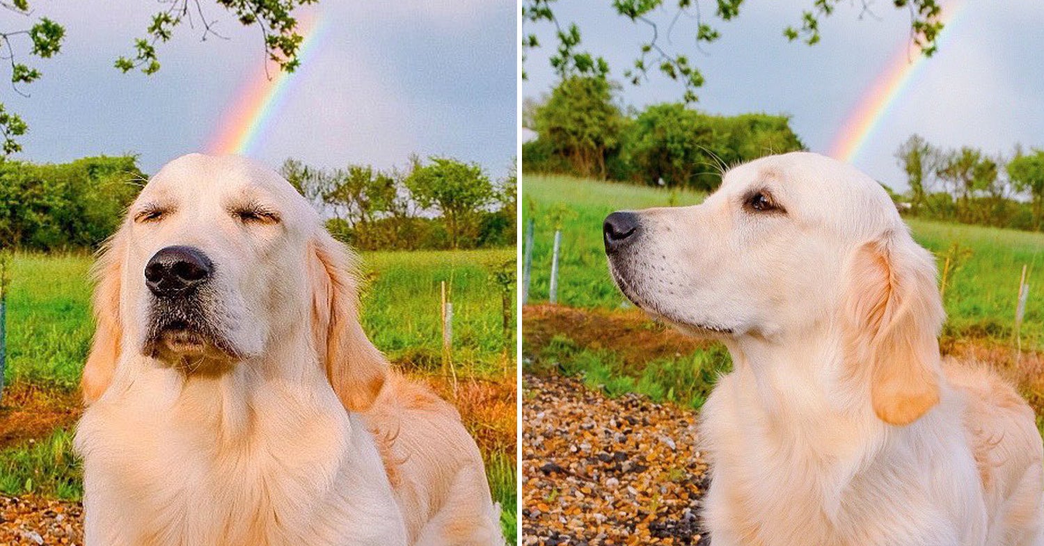 16 Adorable Dog Posts From This Week — May 24, 2020