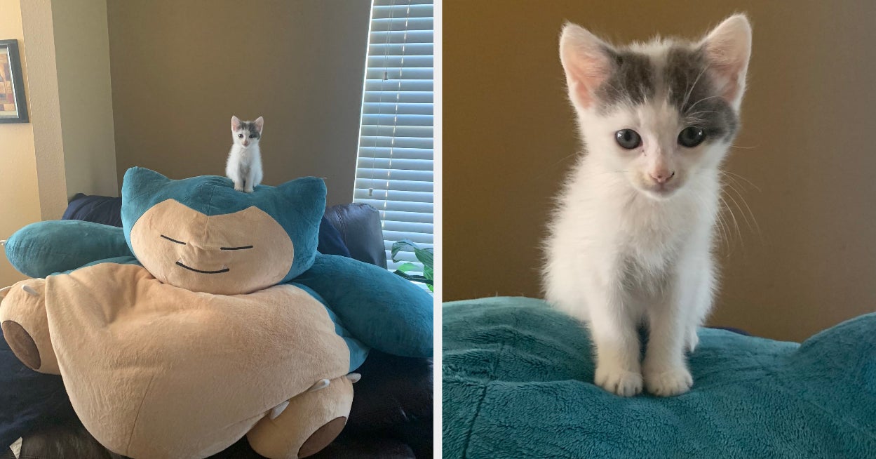 17 Of The Best Cat Posts From This Week — May 26, 2020