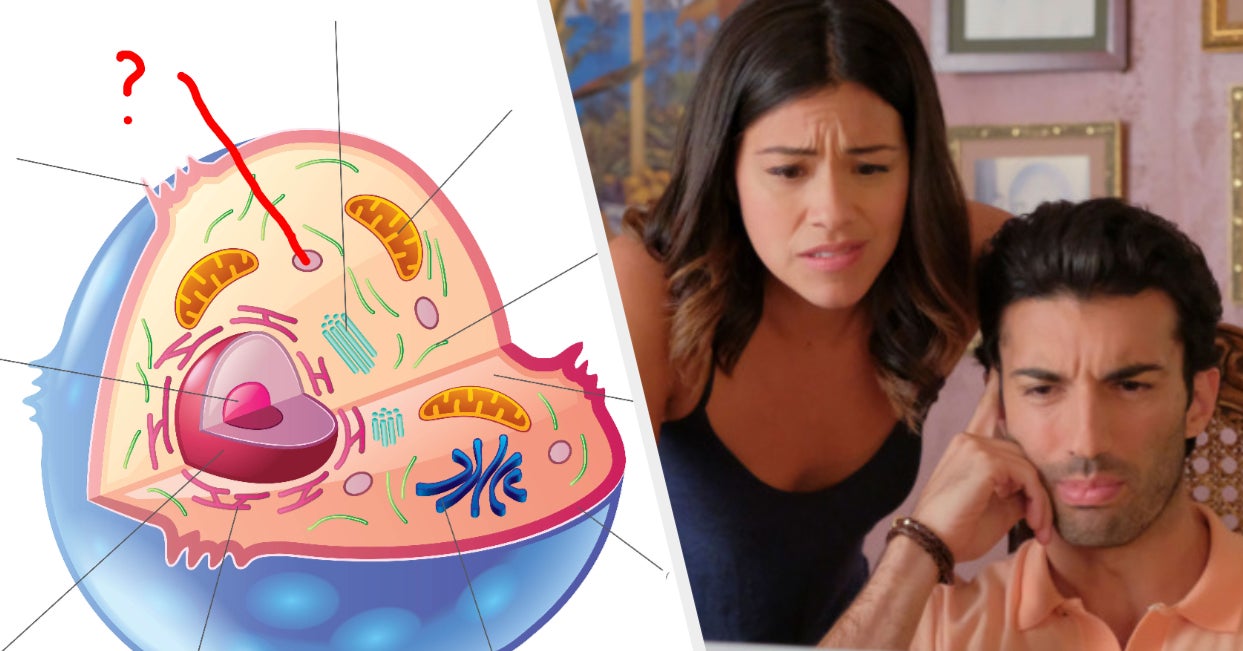Most People Can't Identify 10/12 Of The Parts Of A Cell — Can You?