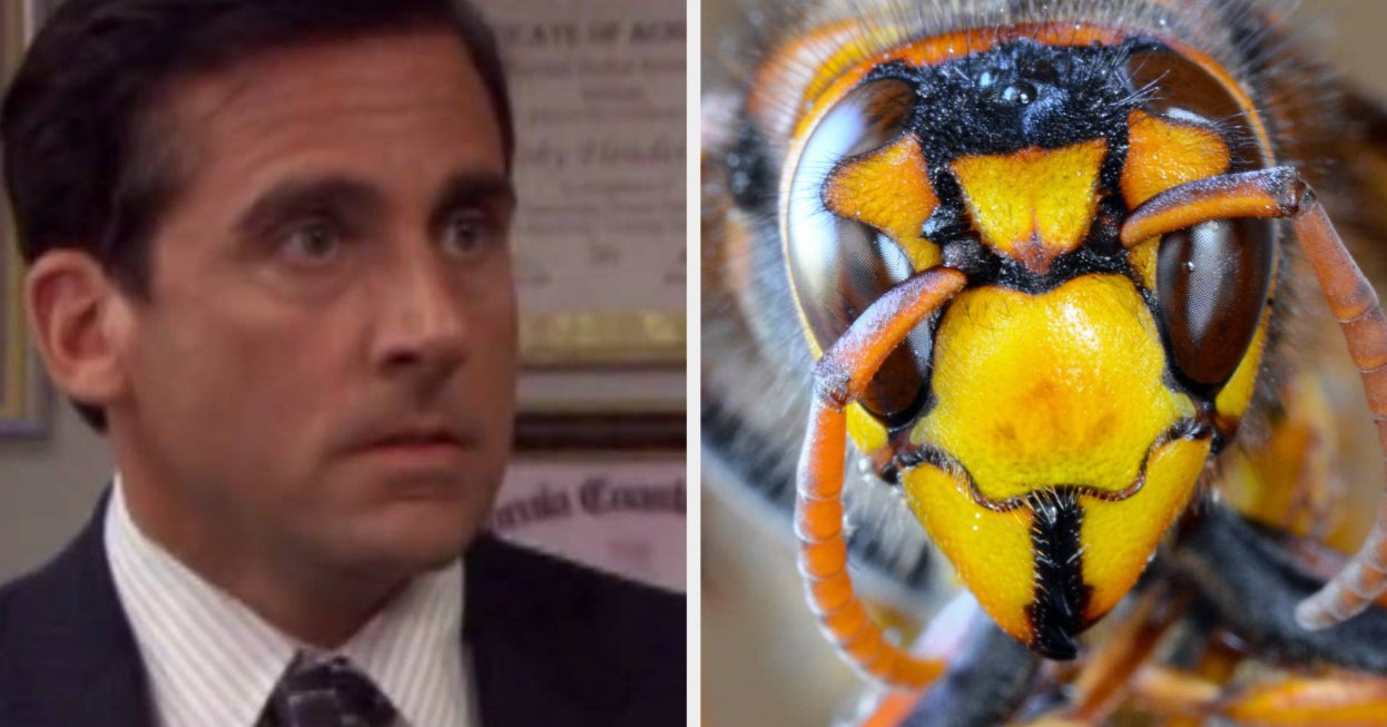 20 Murder Hornets Tweets That Will Help You Laugh Through The Terror