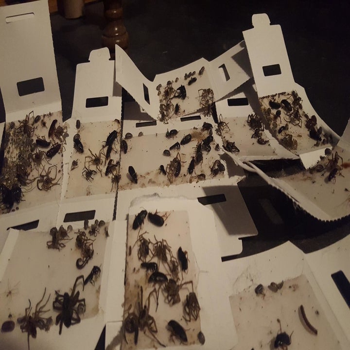 16 Useful Things To Help Banish Creepy, Crawly Critters From Your Home