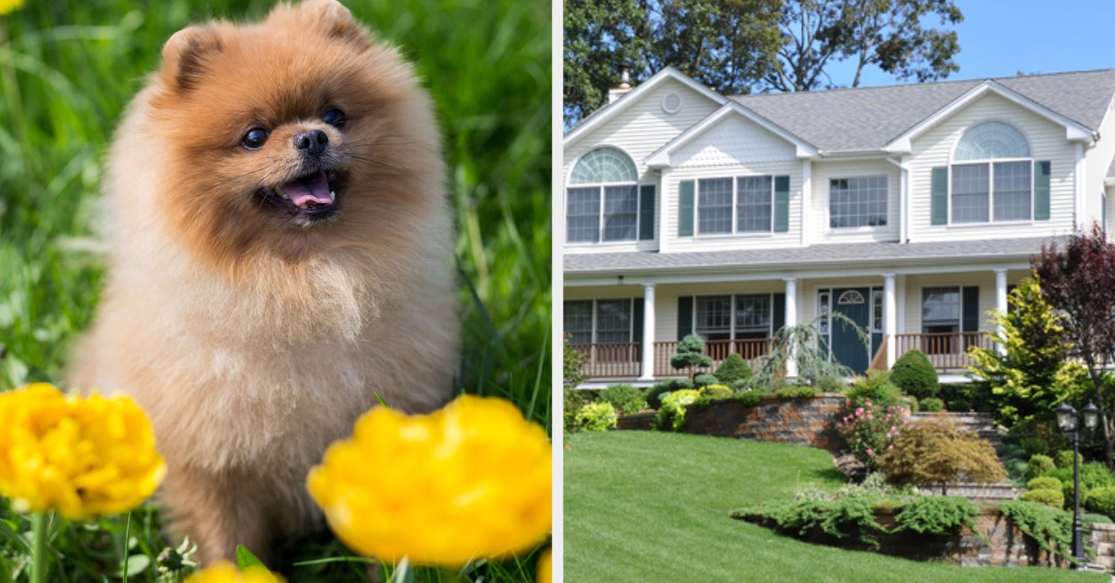 Quiz: Design Your Dream Home And We'll Tell You What Pet You'll Have ...