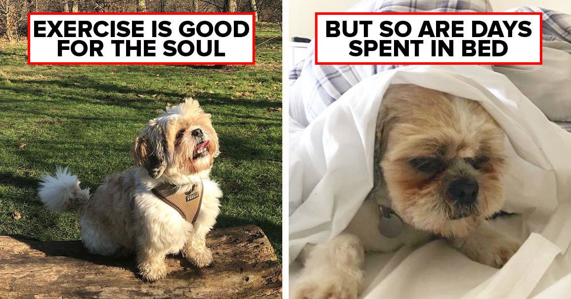 17 Lessons My Dog Taught Me About Mental Health